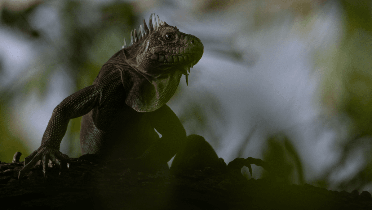 Ambitious Iguana “Love Island” For Near-Extinct Reptiles Becomes ...