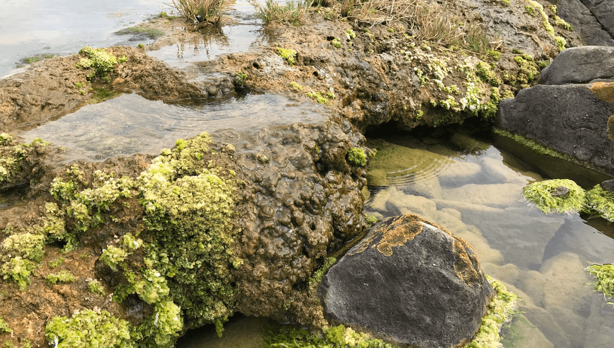 These “Living Rocks” Are Among The Oldest Surviving Life And Are ...