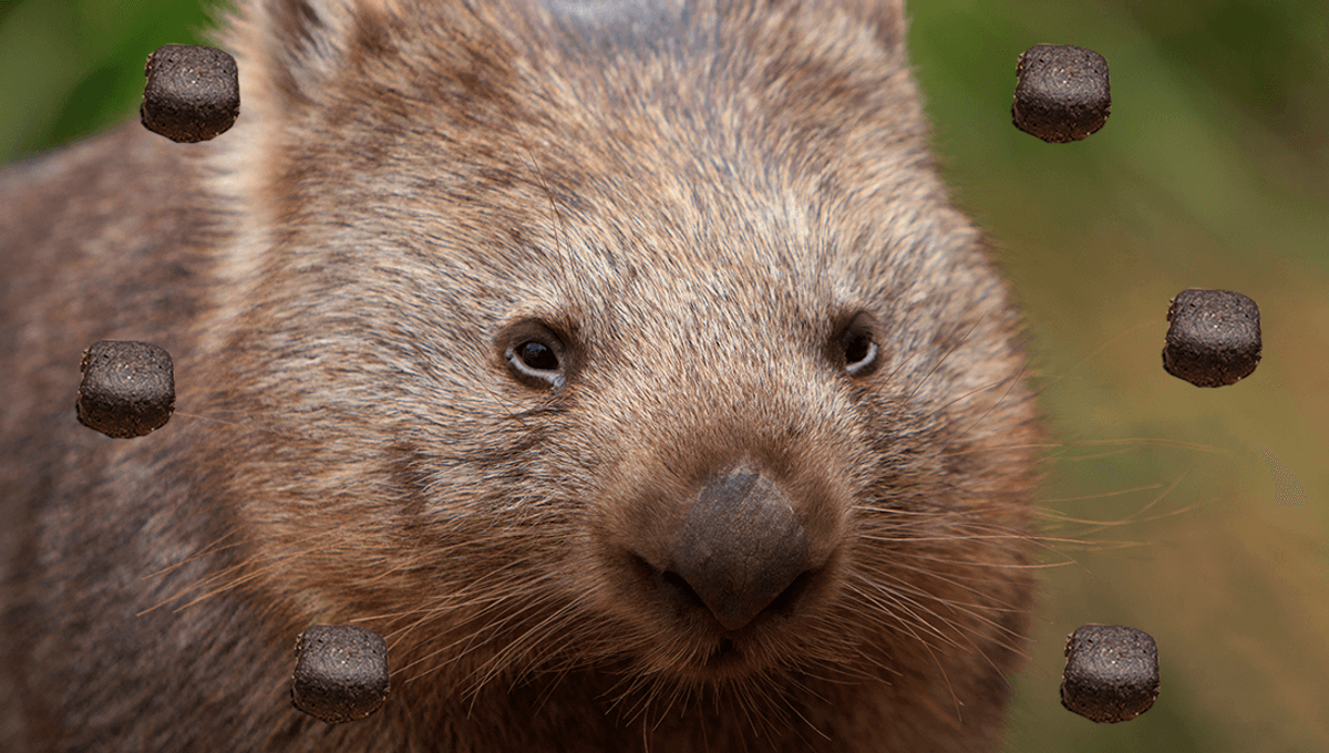 Why Do Wombats Have Square Poop? New Discovery Reveals How Their ...