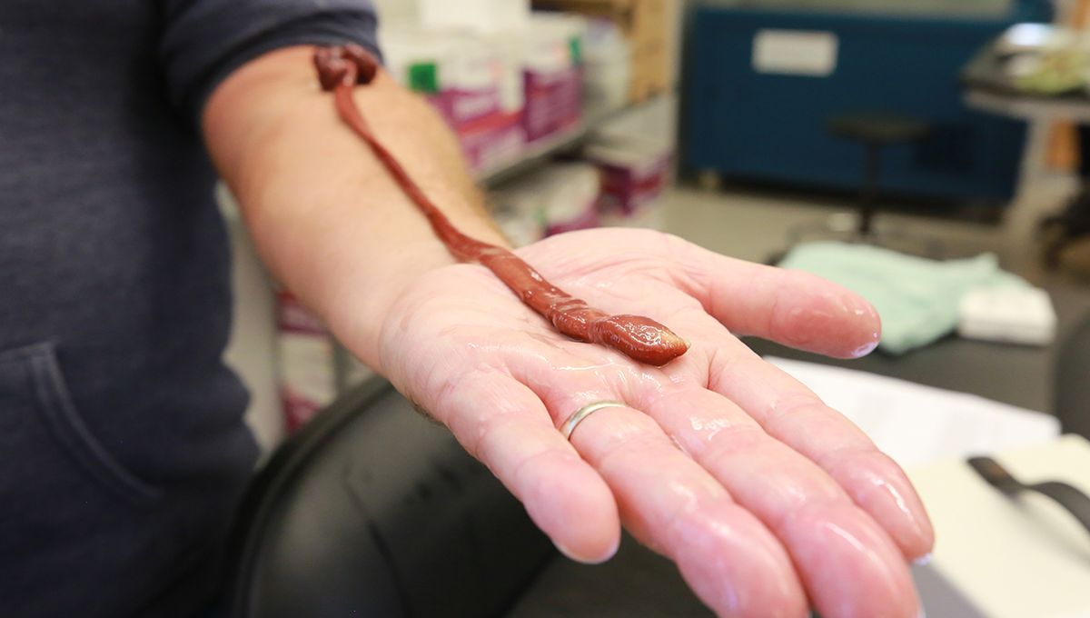 A Ribbon Worm That Lived In A Lab For Decades Turns Out To Be A Record ...