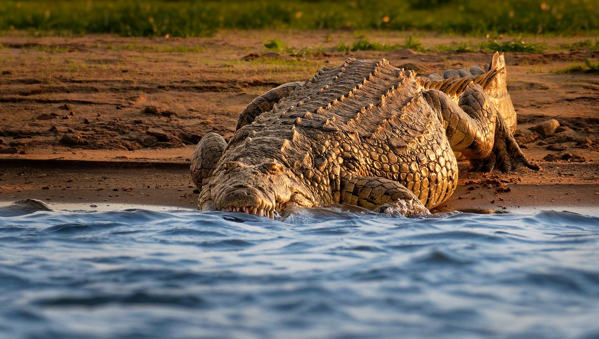 Is Gustave The World's "Deadliest" Crocodile Still Alive? | IFLScience