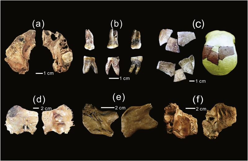 The Famous "March Of Progress" Image Representing 25 Million Years Of Human Evolution Is Wildly ...