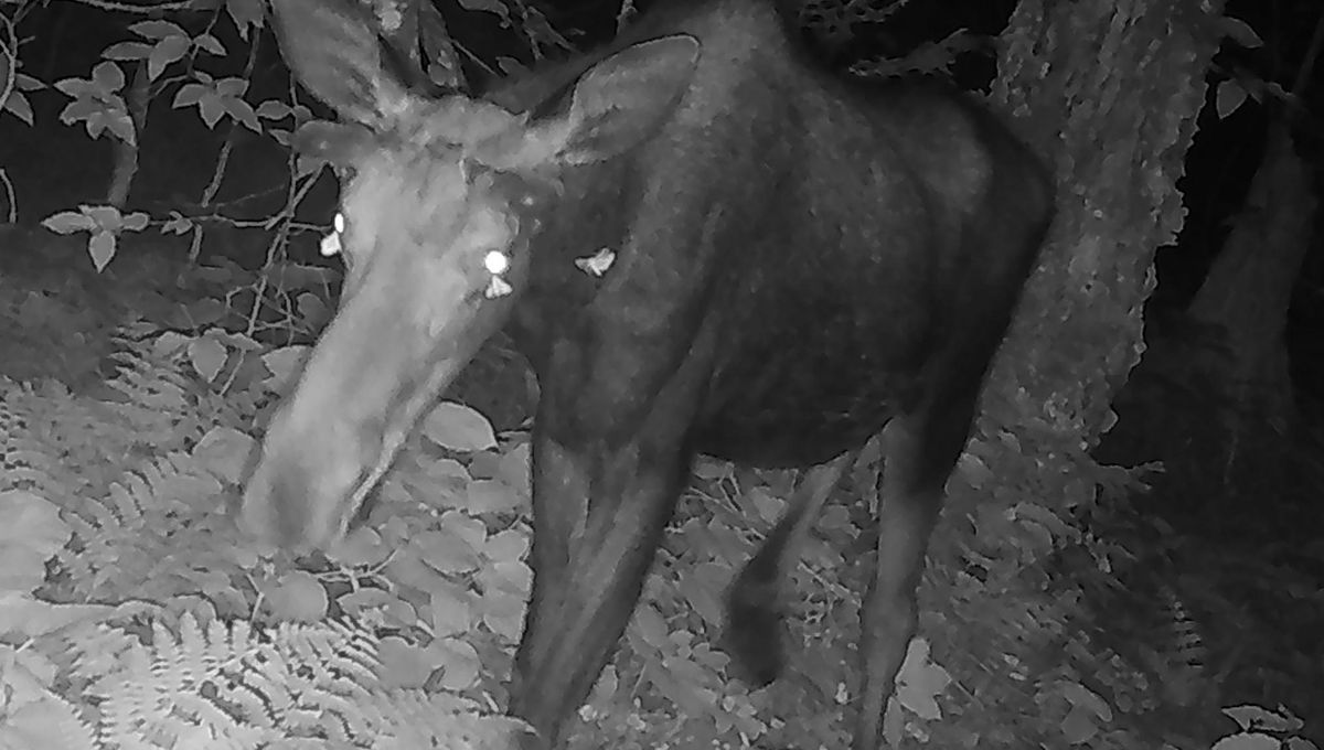 First-Ever Camera Trap Footage Of Moths Feeding On Moose Tears | IFLScience