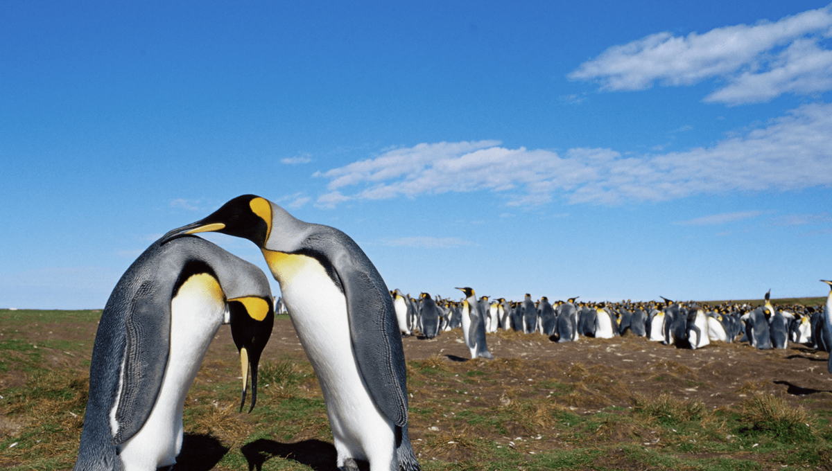 Which Animals Mate For Life? | IFLScience