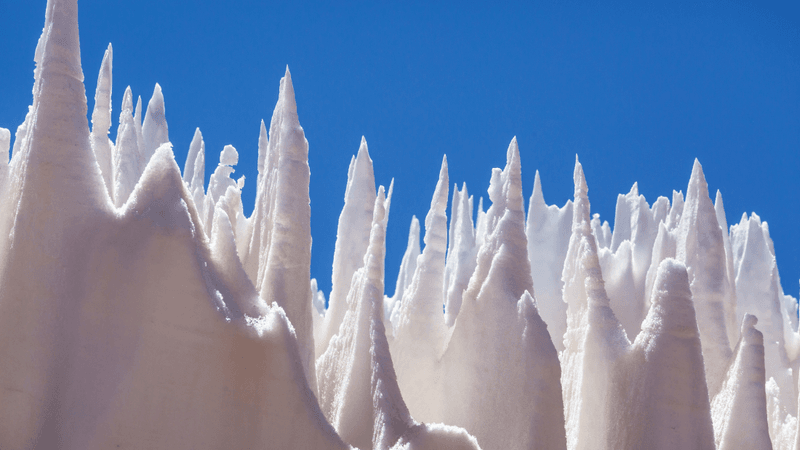 Phoresy: Why Animals Choose To Ride Around On The Backs Of Animals Much ...