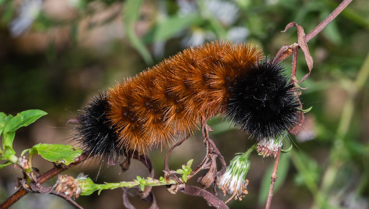 Can Woolly Bear Caterpillars Predict The Severity Of Winter Weather ...