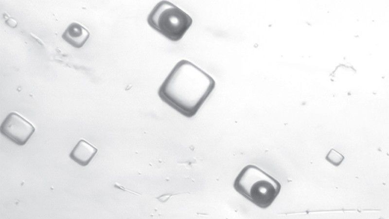 The Flowering "Sheep-Eater" Plant Has A Formidable Reputation | IFLScience