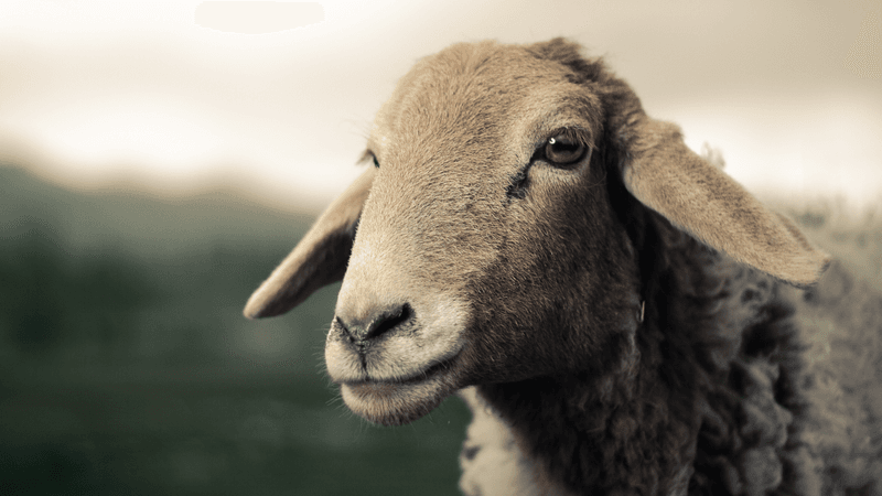 What Is The World S Smallest Language Video Iflscience