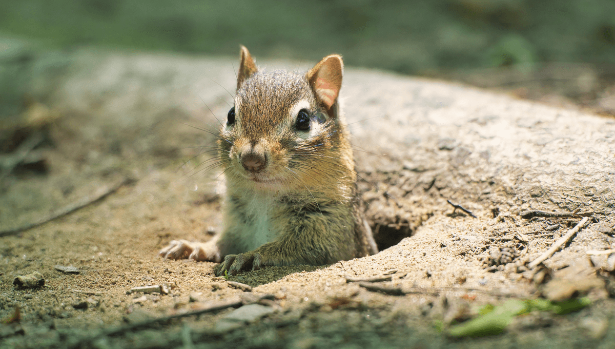 Over The Last 125 Years, Chicago’s Rodents Have Rapidly Evolved To Deal ...