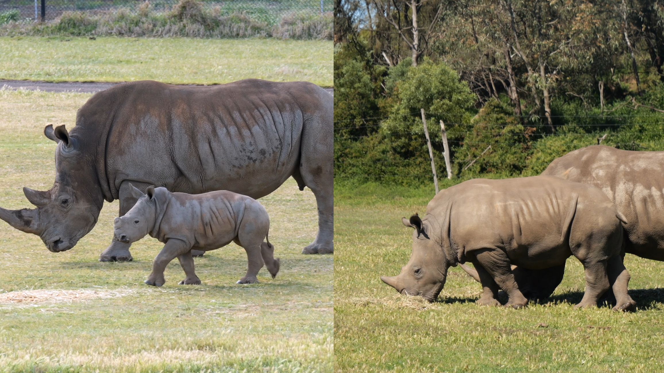 “Miracle” Southern White Rhinoceros Calf’s Chonky Weight Gain Offers ...