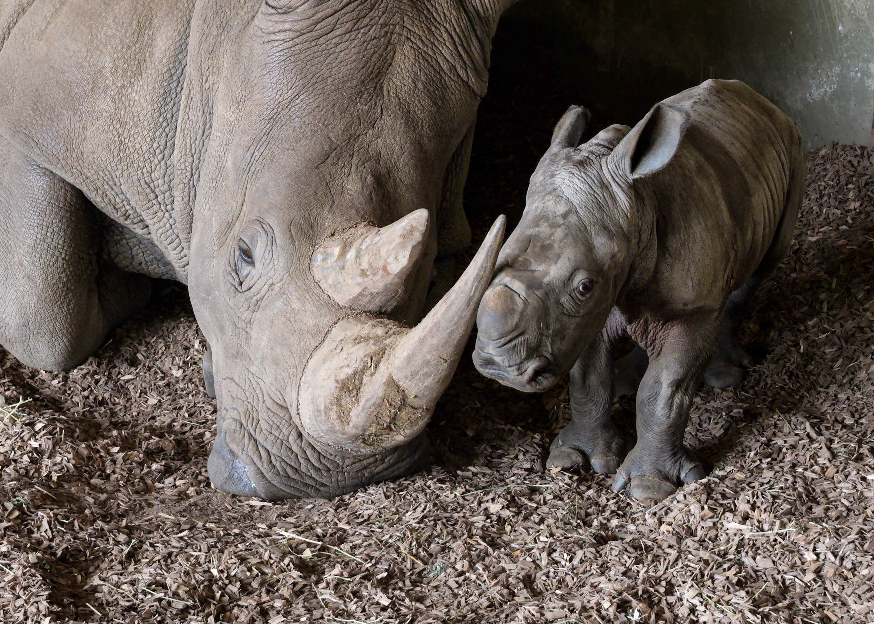 “Miracle” Southern White Rhinoceros Calf’s Chonky Weight Gain Offers ...