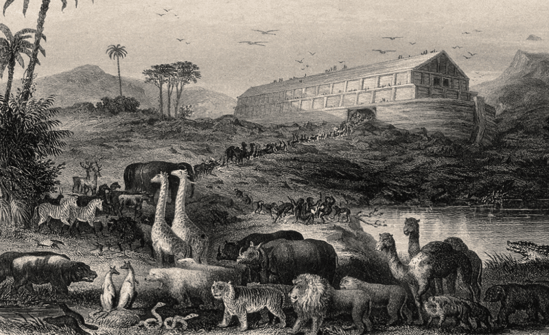 One Of The World’s Rarest Cats Rediscovered In Thailand – The First ...