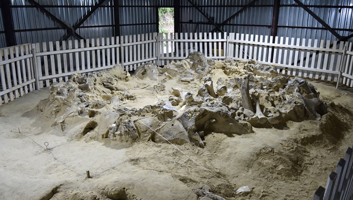At The Peak Of The Ice Age, Humans Built Survival Shelters Out Of ...