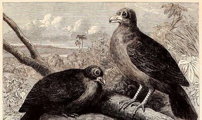 Manumea, Dodo’s Closest Living Relative, Seen Alive After 5-Year ...