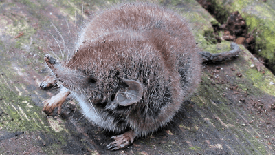 Officially Gone: After 40 Years MIA, The Christmas Island Shrew ...
