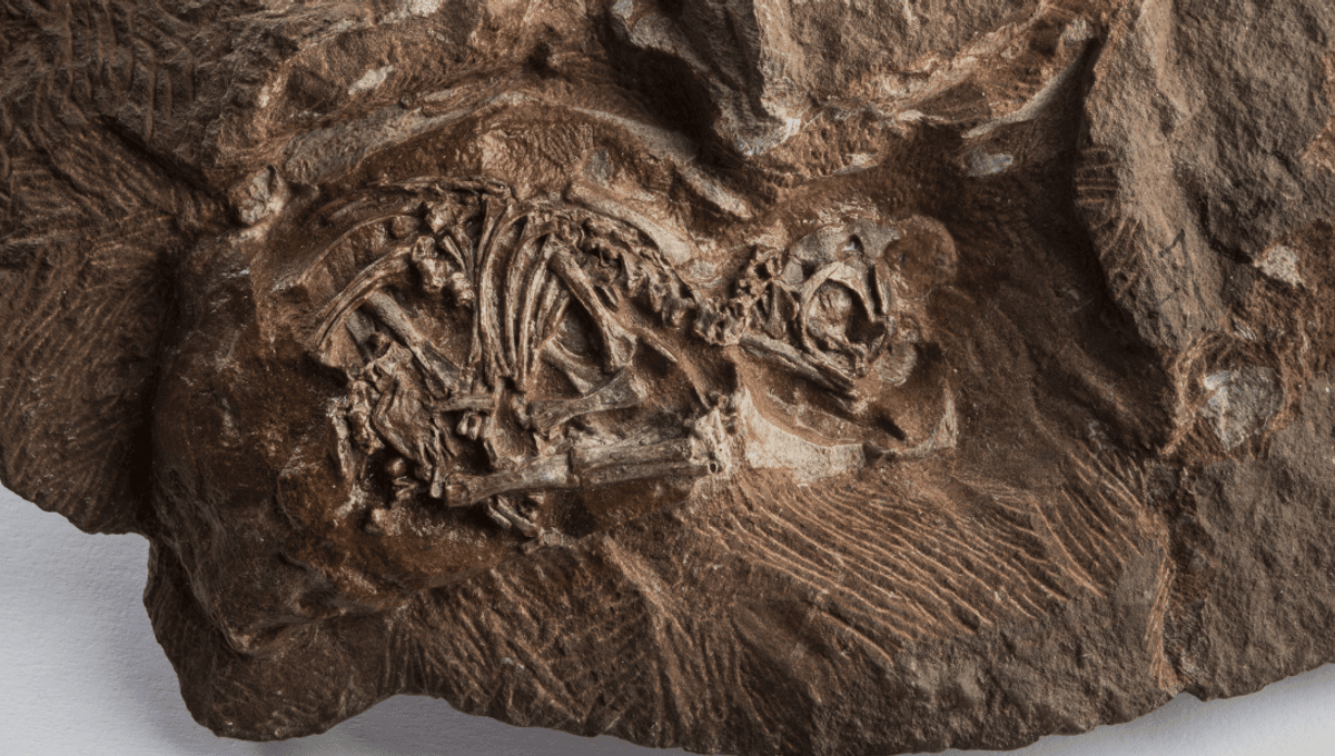 Scientists Peered Inside 190-Million-Year-Old Eggs And Recreated Some ...
