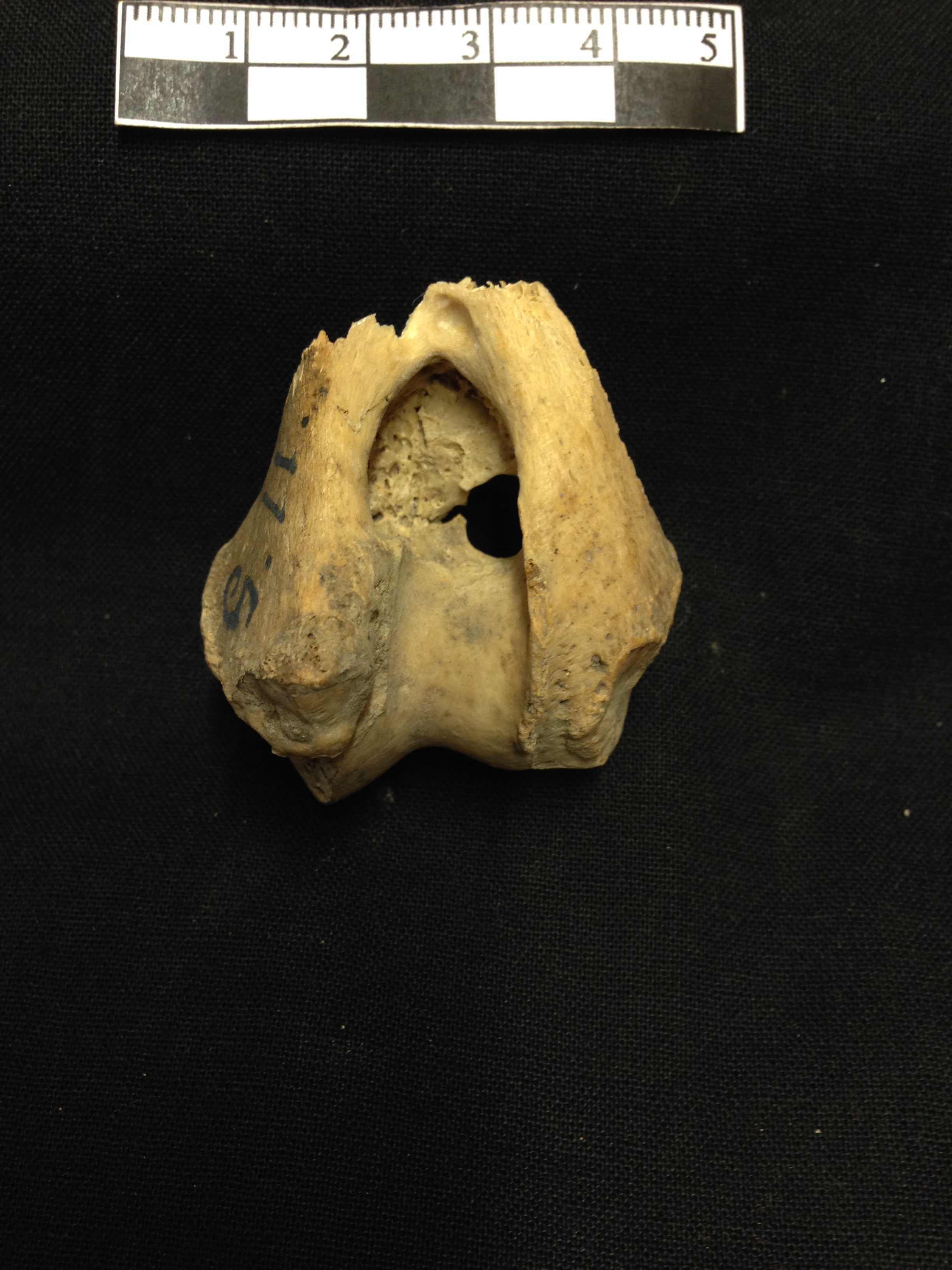 5,000 Years Ago, Ancient Wolves Reached A Remote Baltic Island – But ...
