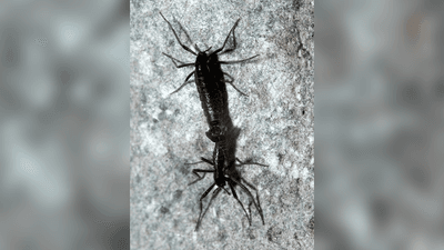 The Only Bugs In Antarctica Are Already Eating Microplastics | IFLScience