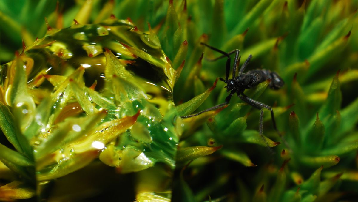 Antarctic Midges: The Largest Native Terrestrial Animal In Antarctica ...