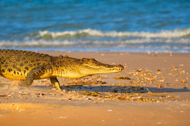 “Enormous Shark Remains” Suggest Giant Lamniform Sharks First Appeared ...