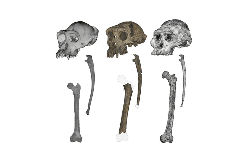 Stabbed, Slashed, And Bleeding: Meet The Medieval “Wound Man” With All ...