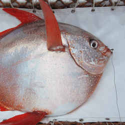 Fish News, Articles | IFLScience