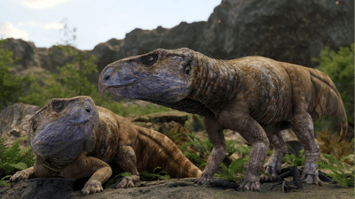 European Ceratopsian Dinosaurs Were Surprisingly Diverse In The Late ...