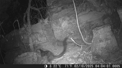 Endangered "Northern Native Cat" Captured On Camera For The First Time ...