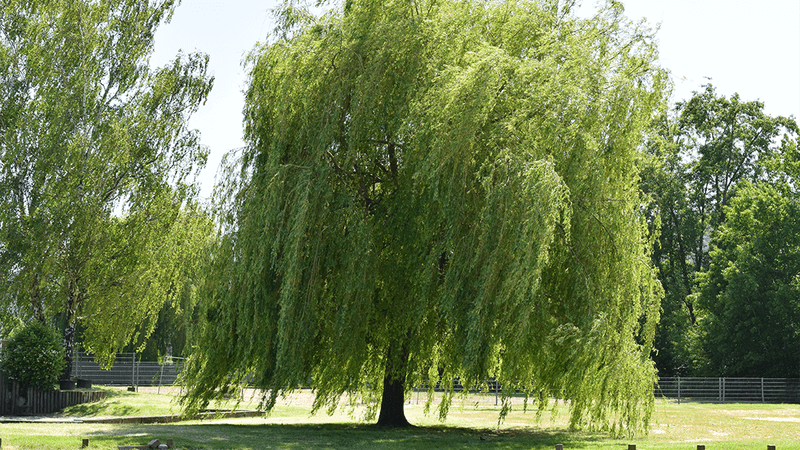 This Is Why They Put Magnets Inside Cows | IFLScience