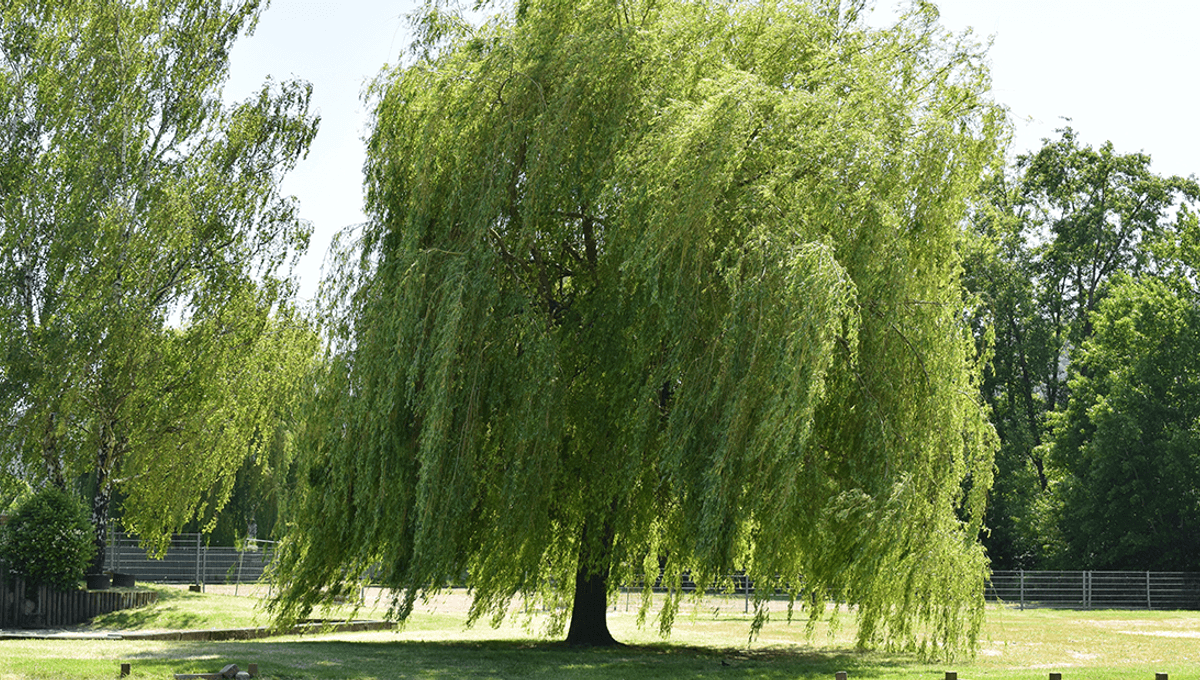 Jan Baptista van Helmont's 16th Century "Willow Tree Experiment" Was ...
