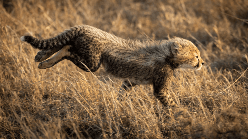 Jumping Spiders: Salticidae Are Nature's Most Fascinating And ...