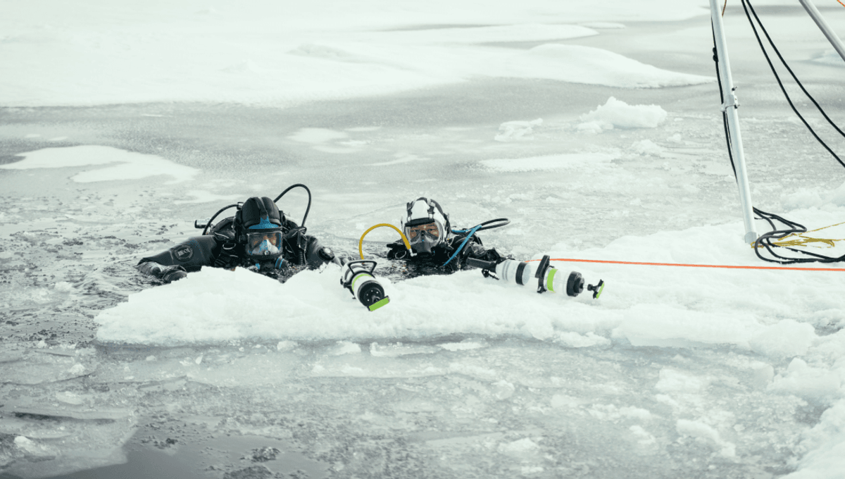 What Lives Beneath The North Pole? A Polar Marine Ecologist Reveals All ...