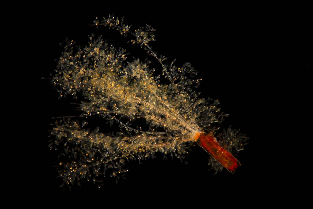 What Lives Beneath The North Pole? A Polar Marine Ecologist Reveals All ...