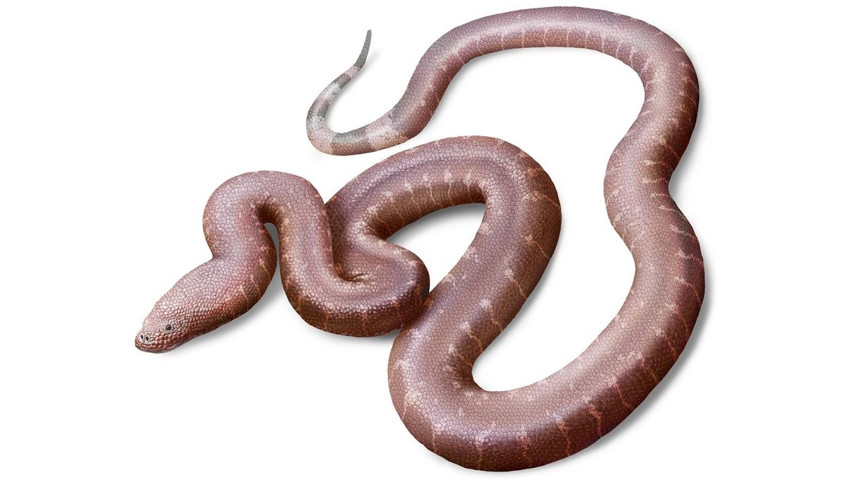 "Bizarre" And Paradoxical New Species Of Ancient Snake Discovered That ...
