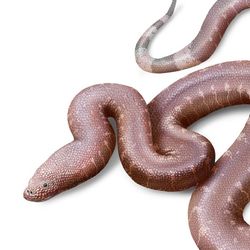 Reptiles News, Articles | IFLScience