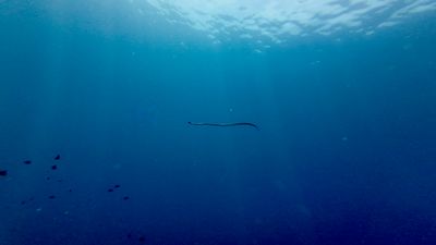 The World's Longest Sea Snake Lived 56 Million Years Ago And Might Have ...