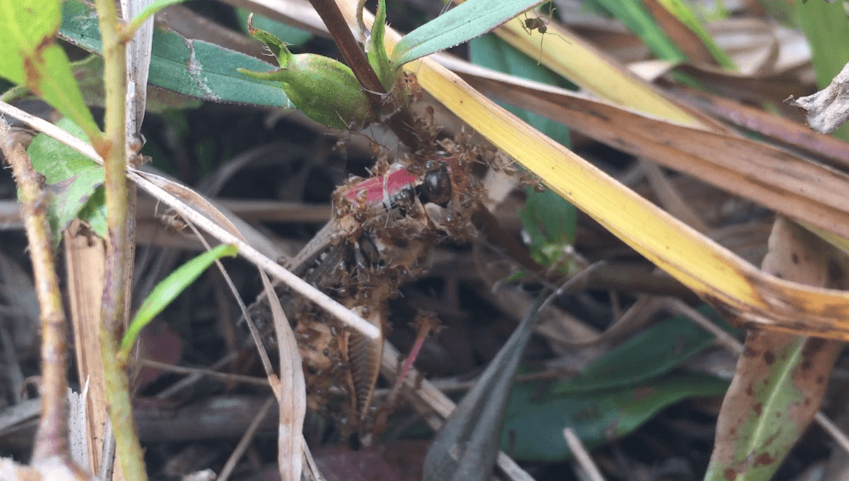 Invasive Tawny Crazy Ants Can Quickly Consume Large Prey, Spelling Bad ...