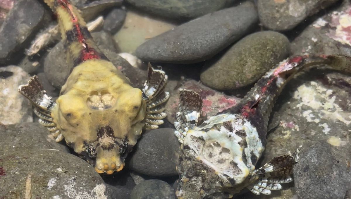 Rare Armored Fish Have An Odd Bowl-Shaped Hole In Their Heads, And ...
