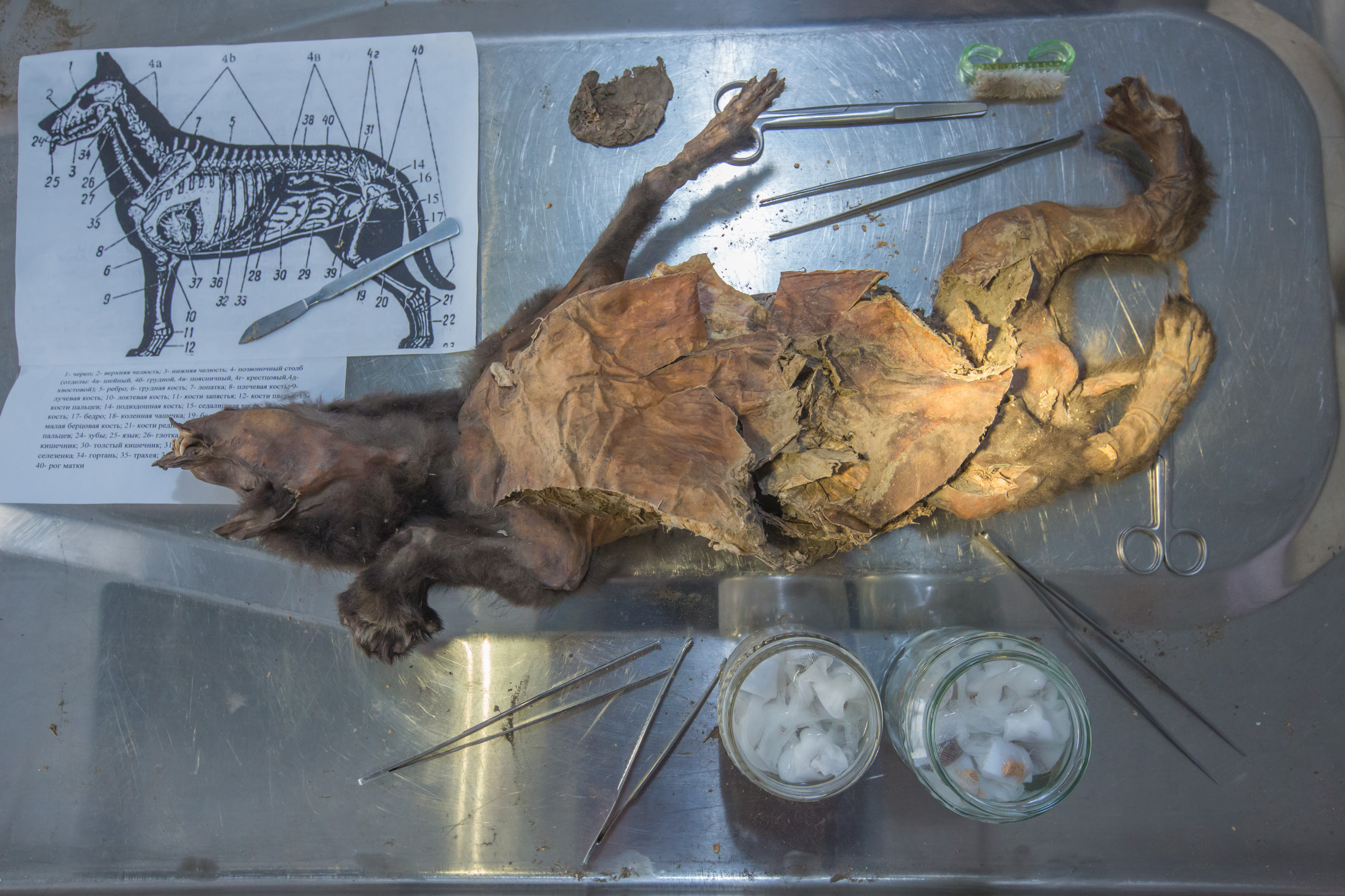 World First As Entire Woolly Rhino Genome Recovered From Ancient Frozen ...