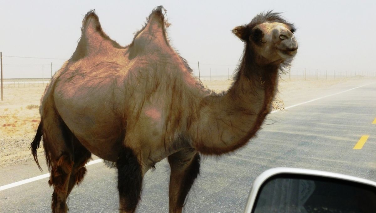 Wild Bactrian Camel: A Species So Adapted To Arid Conditions It Can ...