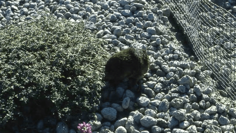 An All-Female Clone Army Is Invading The US, And It Wants To Eat Your ...