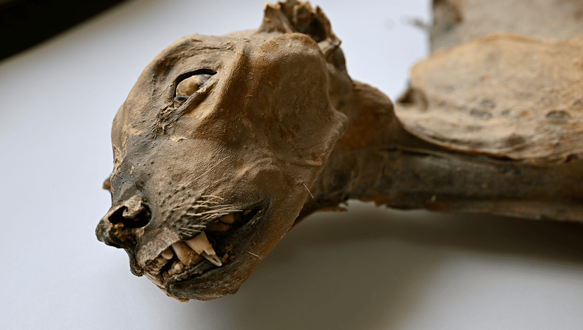 Naturally Mummified Cheetah Specimens Discovered In Arabian Cave Date ...