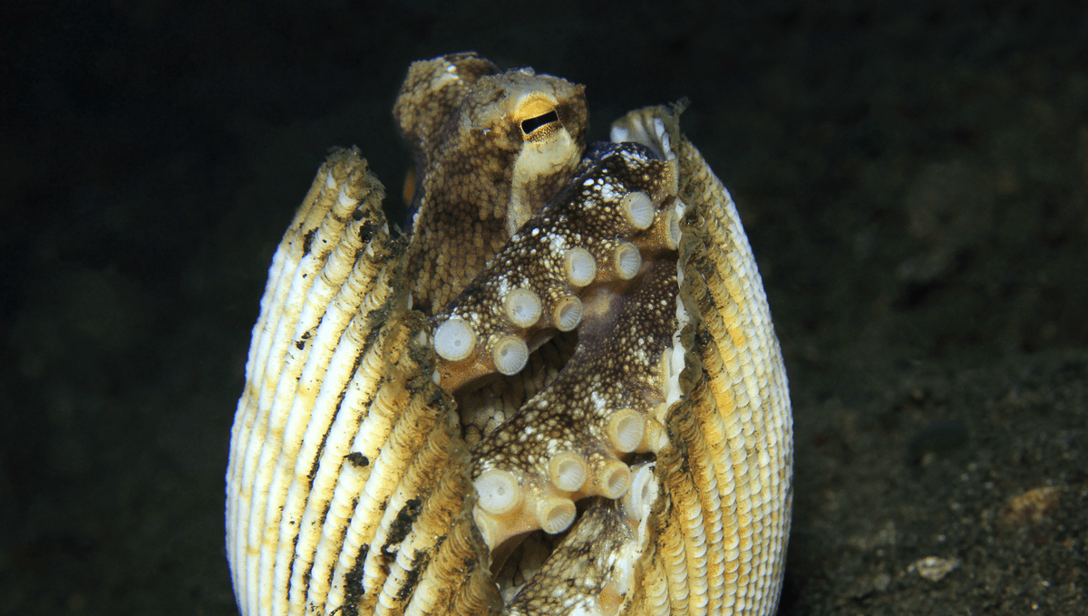 Veined Octopuses Use Tools, Walk On Two Legs, And Live In Their ...
