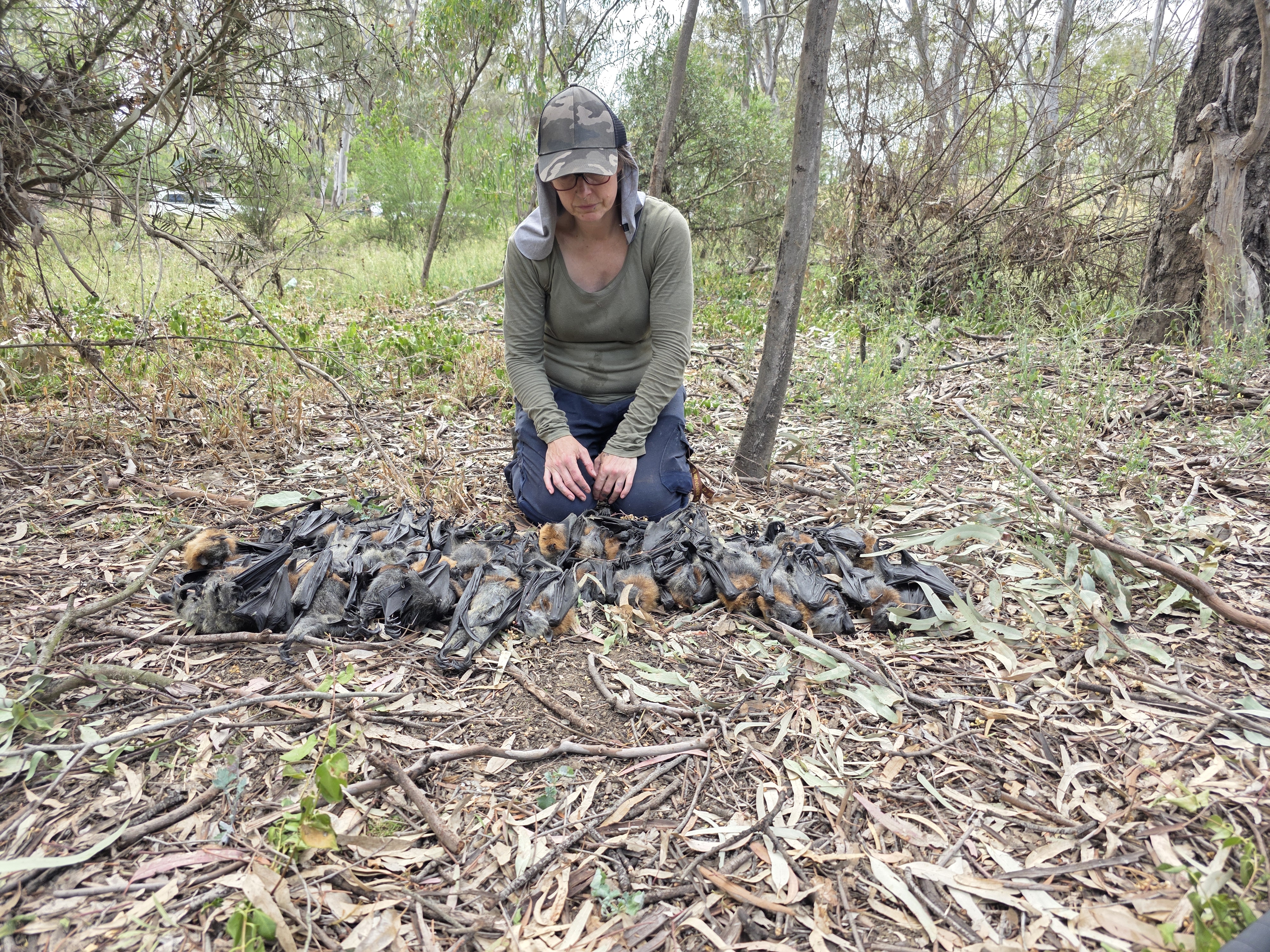 Extreme Heat Wave Causes Largest Mass-Mortality Event Of Flying Foxes ...