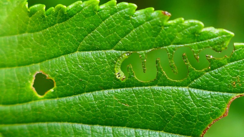 Scientists Double Number Of Species Of Adorable Hand-Standing Spotted ...