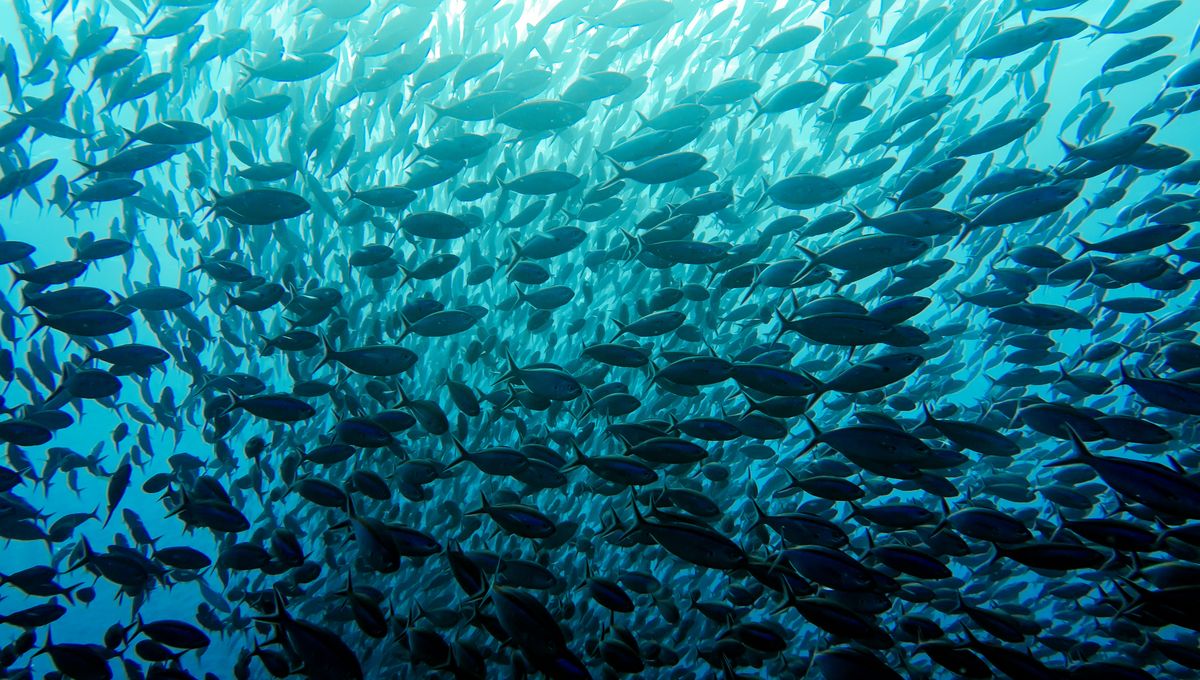 High Seas Treaty: A Landmark Agreement To Protect Life In International ...