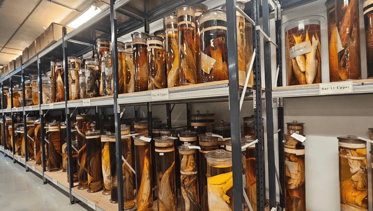 New Method For Analyzing Wet Specimens Without Opening Them Reveals ...