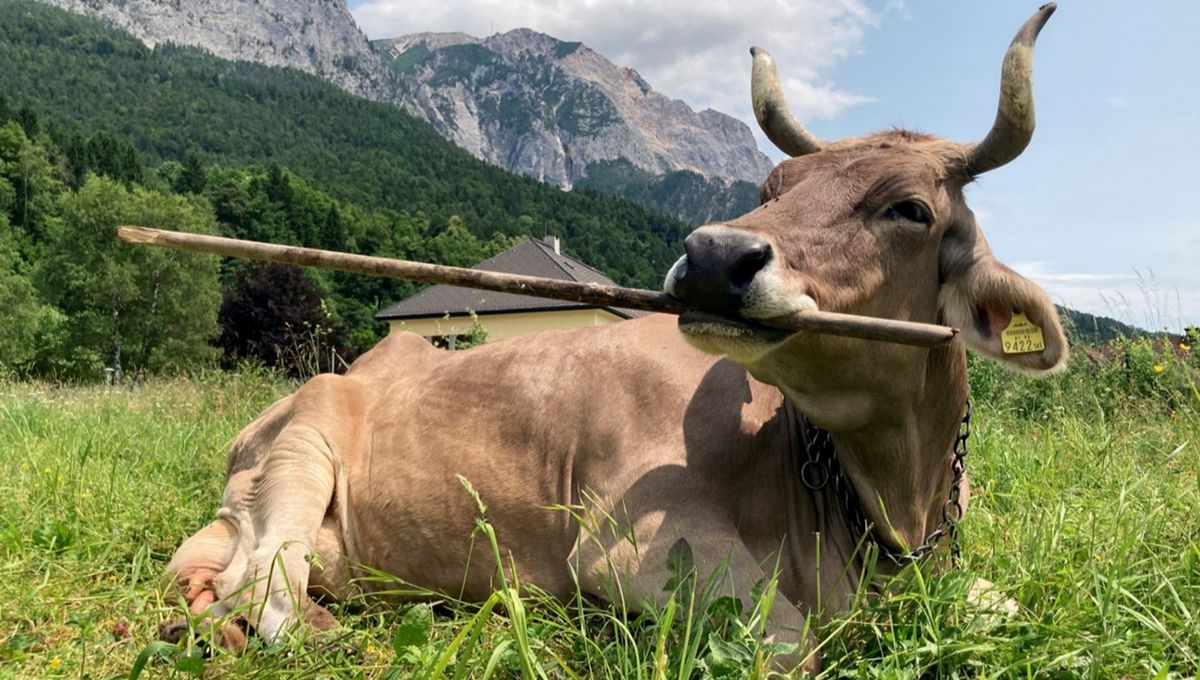 Beloved Swiss Brown Cow Named Veronika Becomes The First Of Her Species ...