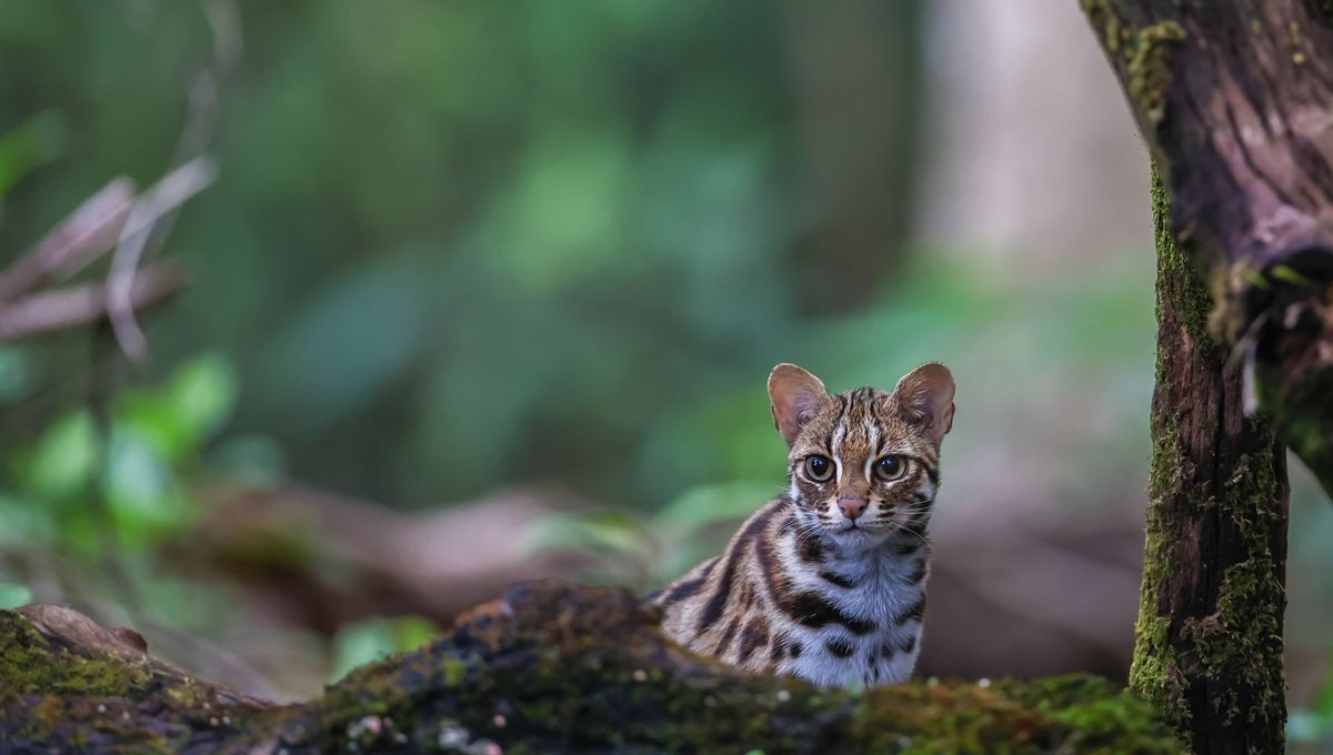 People In China Kept Leopard Cats As Pets For 3,500 Years, Before ...