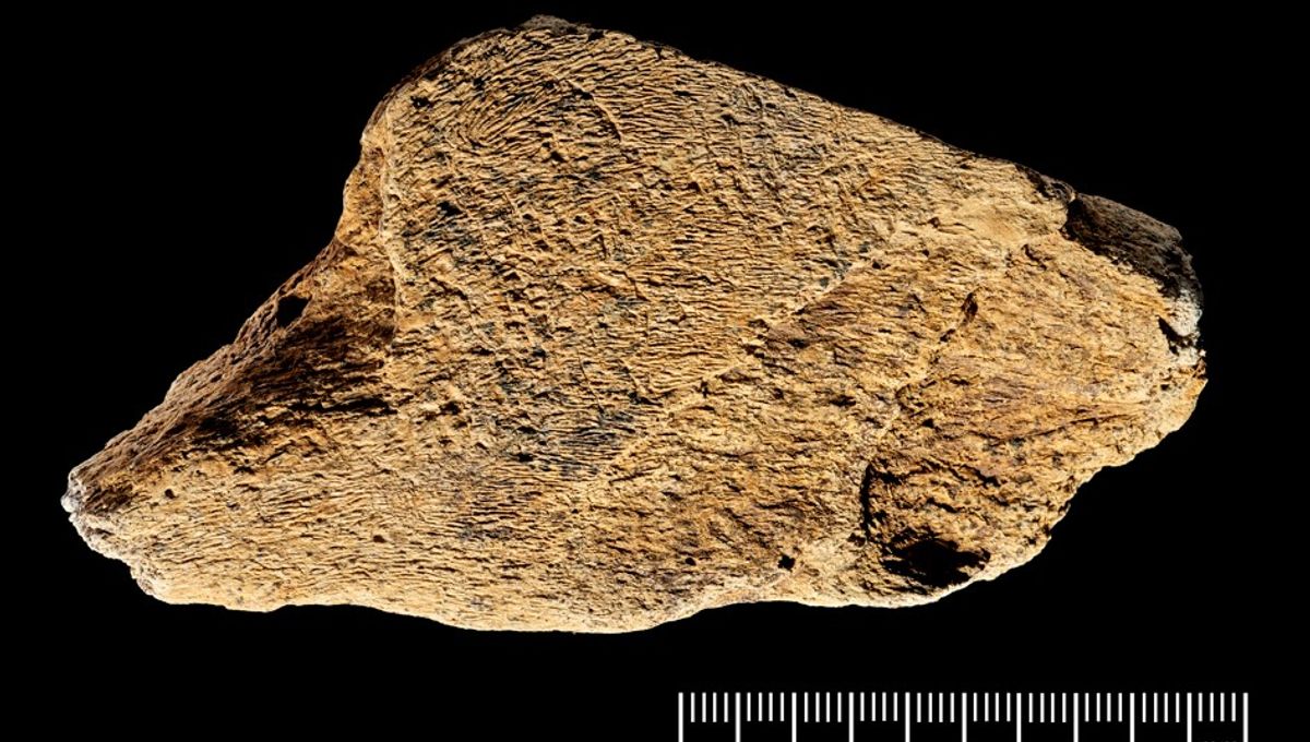 Oldest Elephant Bone Tool In Europe Dates Back Half A Million Years And ...